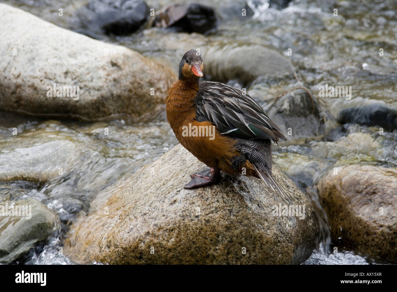 Torrent Duck (Merganetta armata), female standing on a rock in Torres ...
