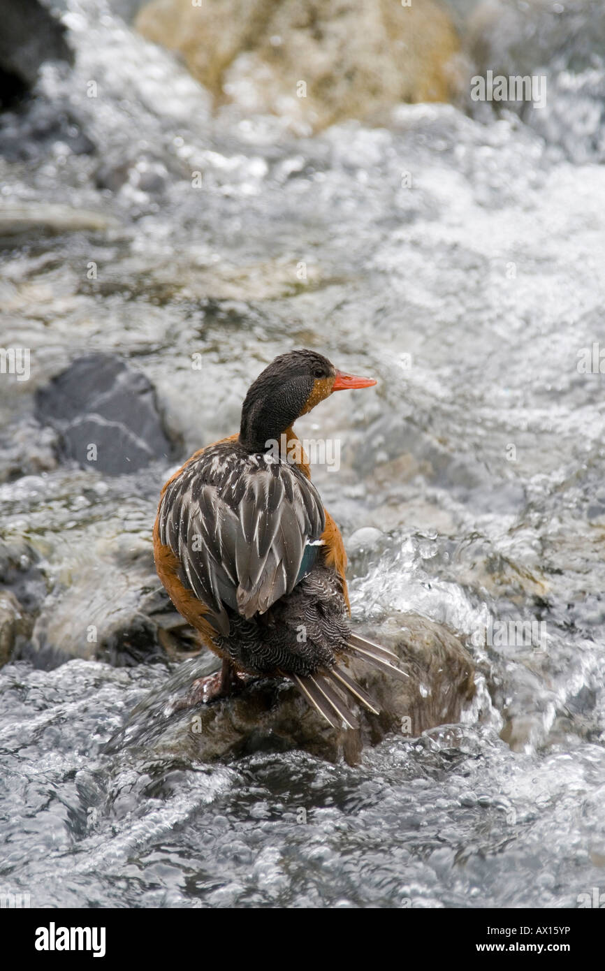 Torrent Duck (Merganetta armata), female standing on a rock in Torres ...