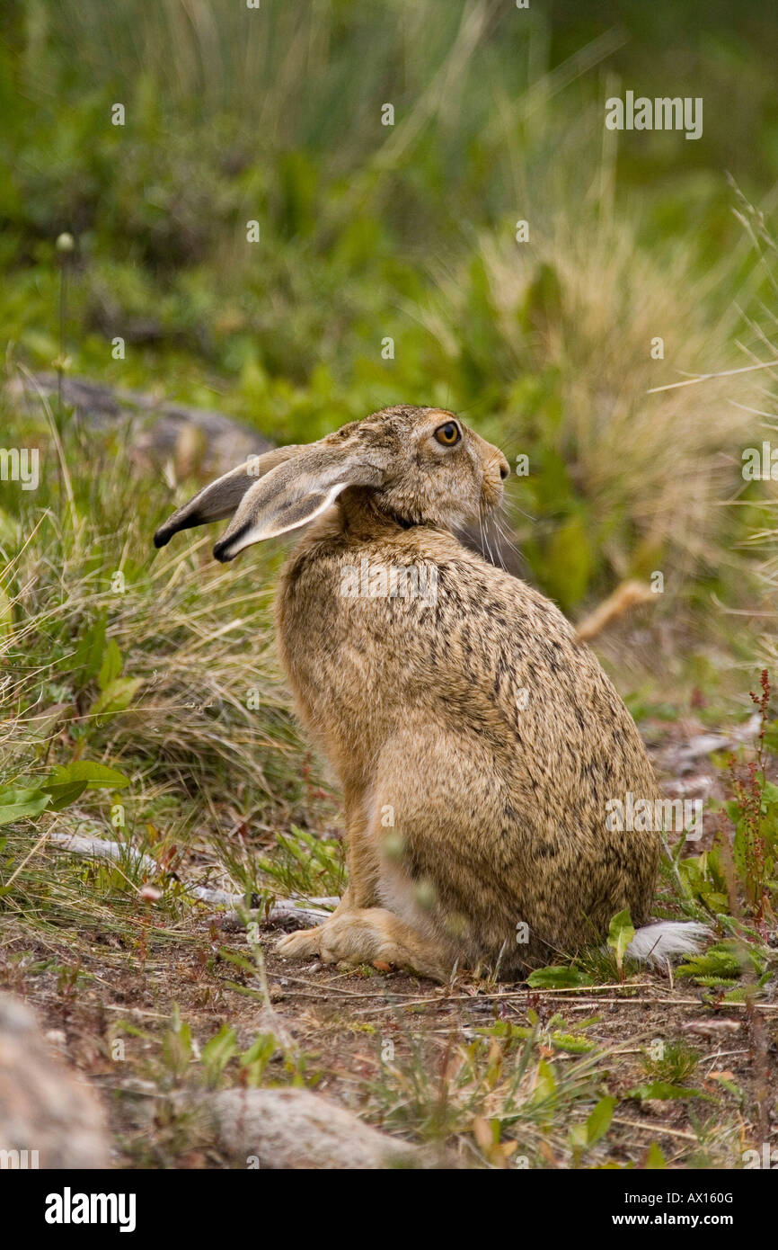 European Hare or Brown Hare (Lepus europaeus) photographed while hiking ...