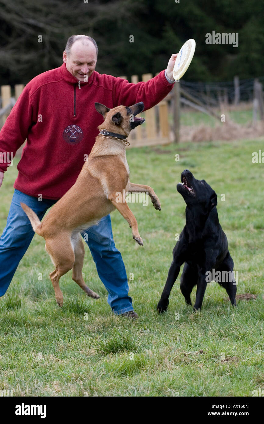 Man playing frisbee with his two dogs in Daun, Vulkaneifel, Germany ...