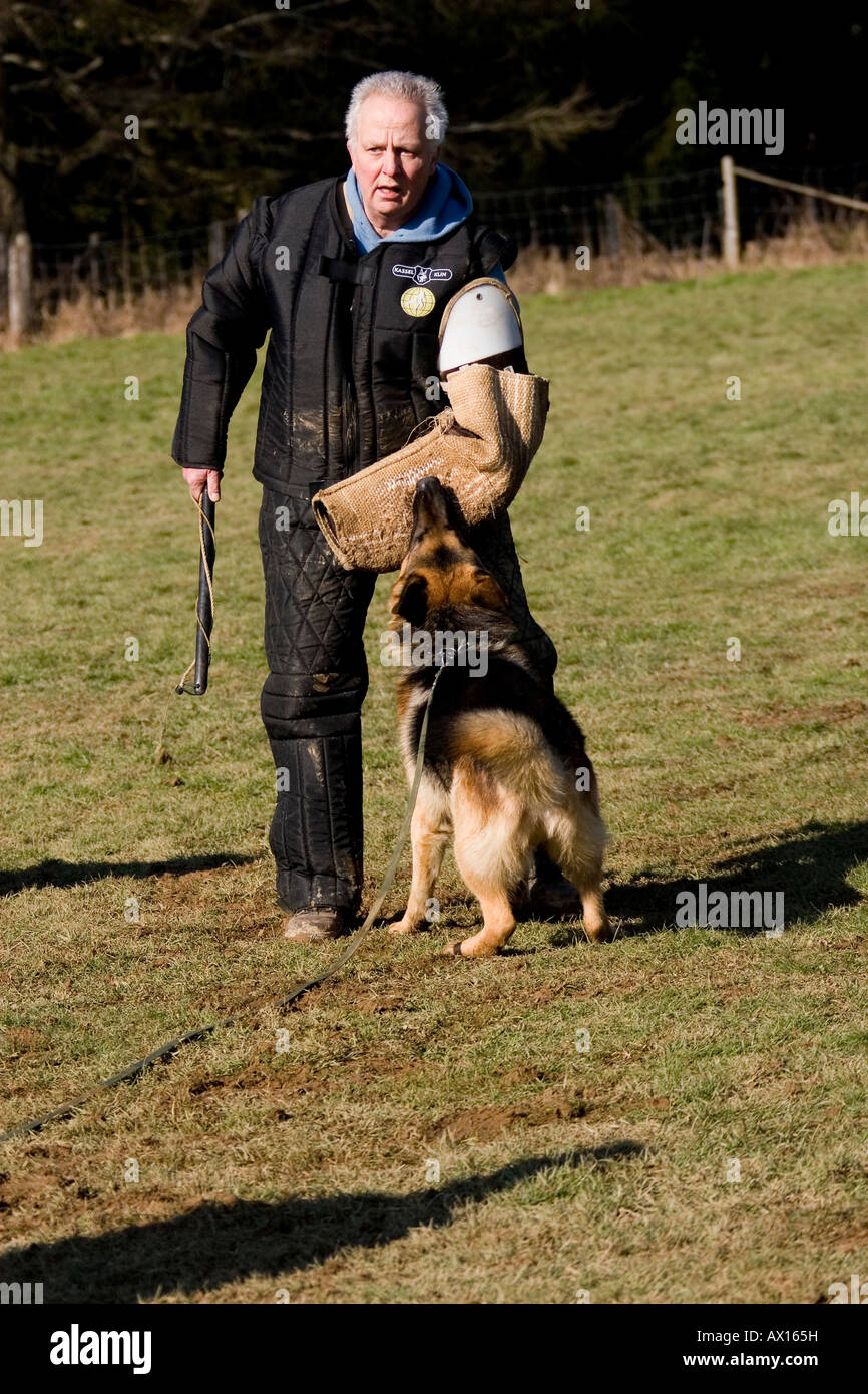 Man training a German shepherd dog in protective behavior in Daun ...