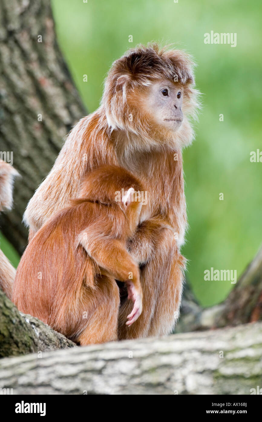 Javan Lutung or Ebony Lutung (Trachypithecus auratus) with young in a ...
