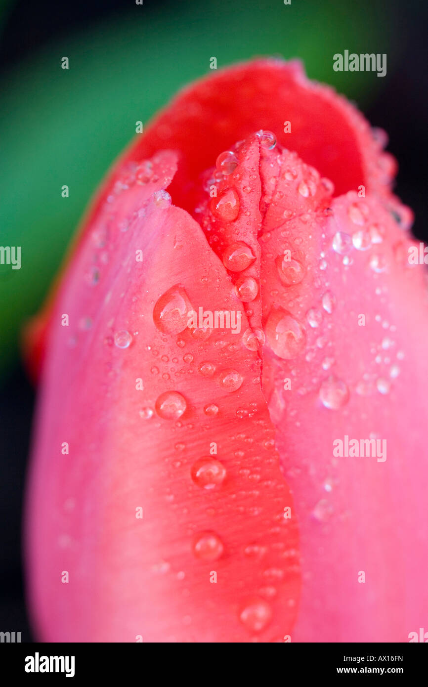 Parts of a tulip hi-res stock photography and images - Alamy