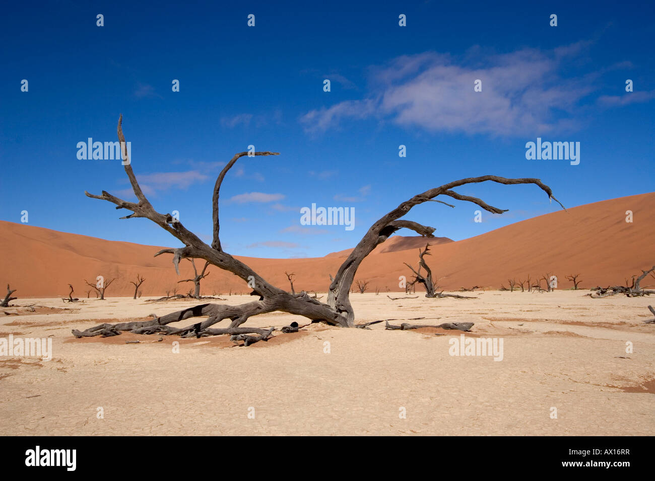 Dead, dried-up Acacia trees, Deadvlei, Namibia, Africa Stock Photo - Alamy
