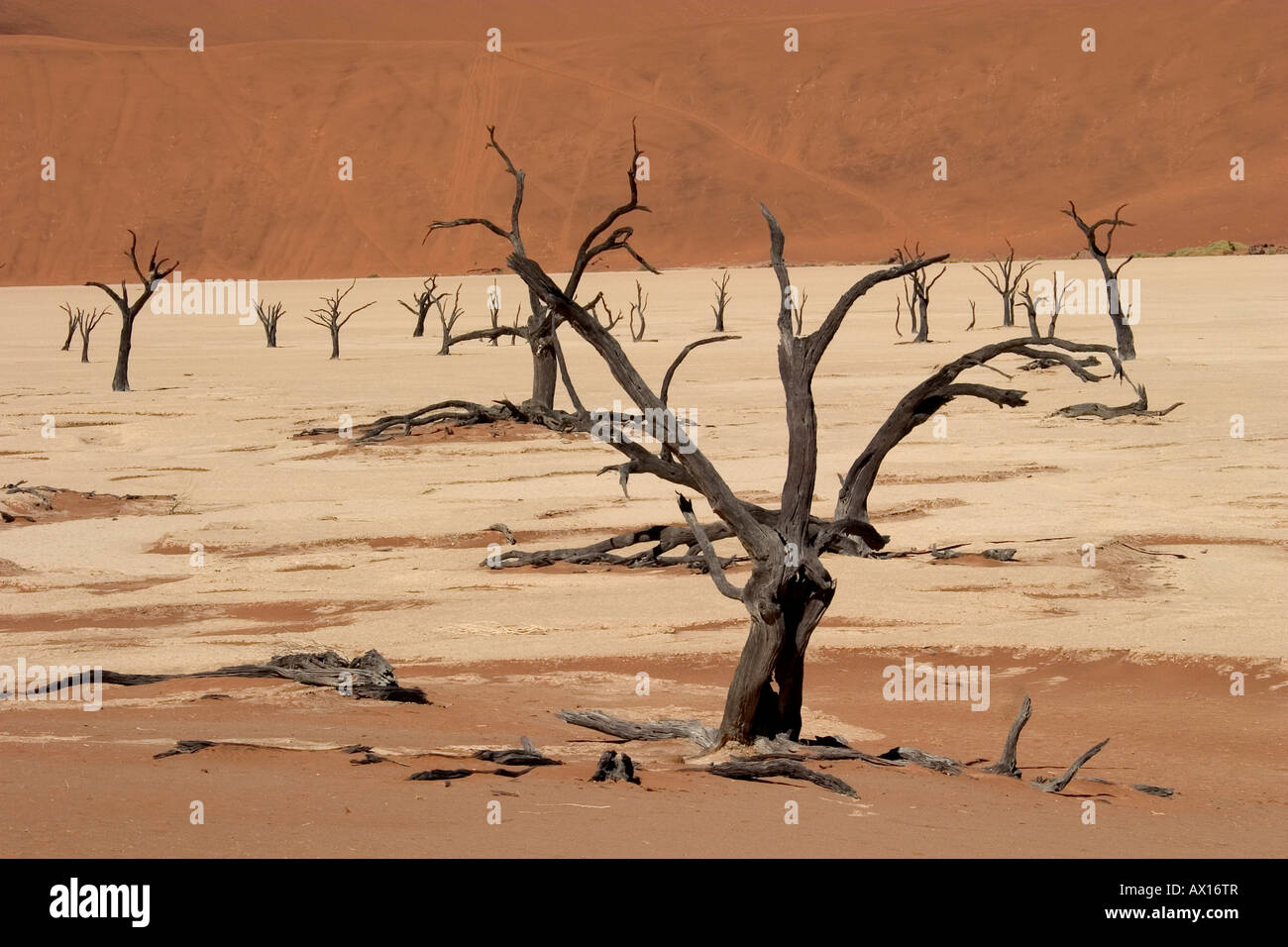 Dead, dried-up Acacia trees, Deadvlei, Namibia, Africa Stock Photo - Alamy