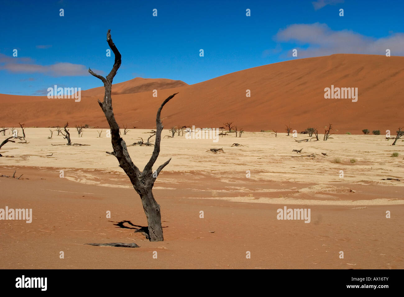 Dead, dried-up Acacia trees, Deadvlei, Namibia, Africa Stock Photo - Alamy
