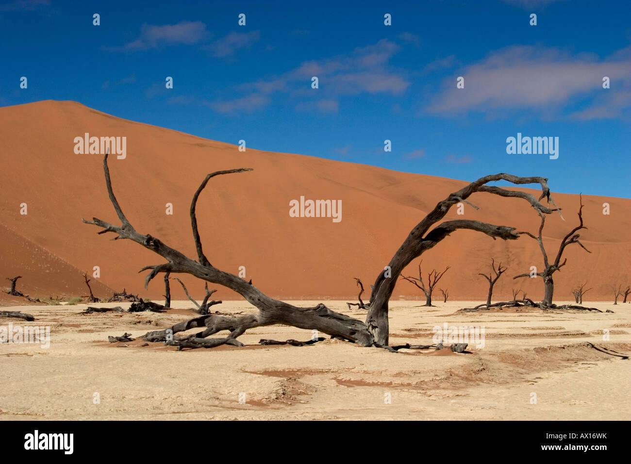 Dead, dried-up Acacia trees, Deadvlei, Namibia, Africa Stock Photo - Alamy