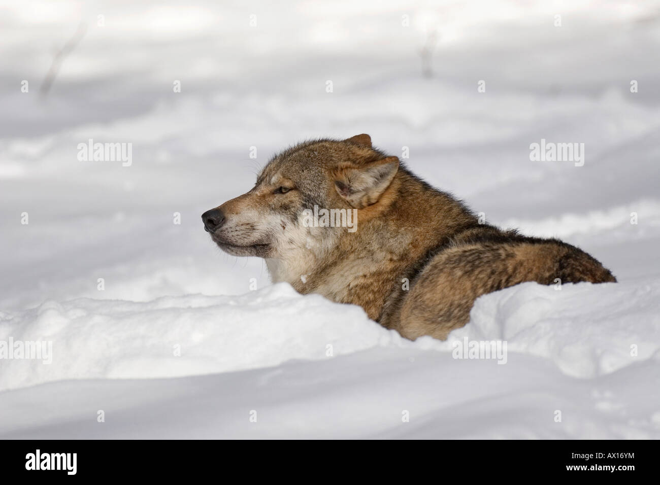 Grey Wolf or Timber Wolf (Canis lupus) in the snow, Bavarian National ...