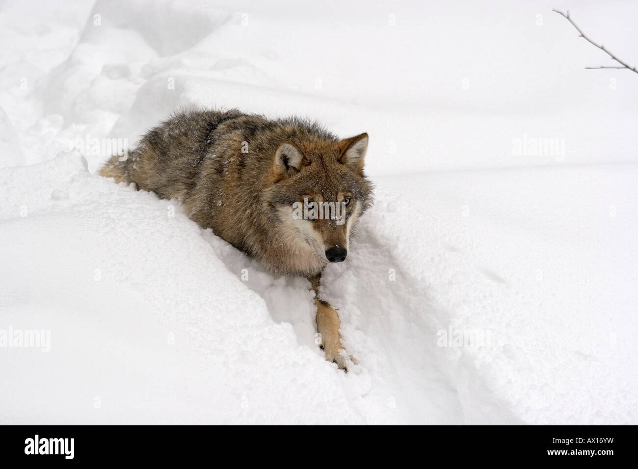 Grey Wolf or Timber Wolf (Canis Lupus) in the snow, Bavarian Forest ...