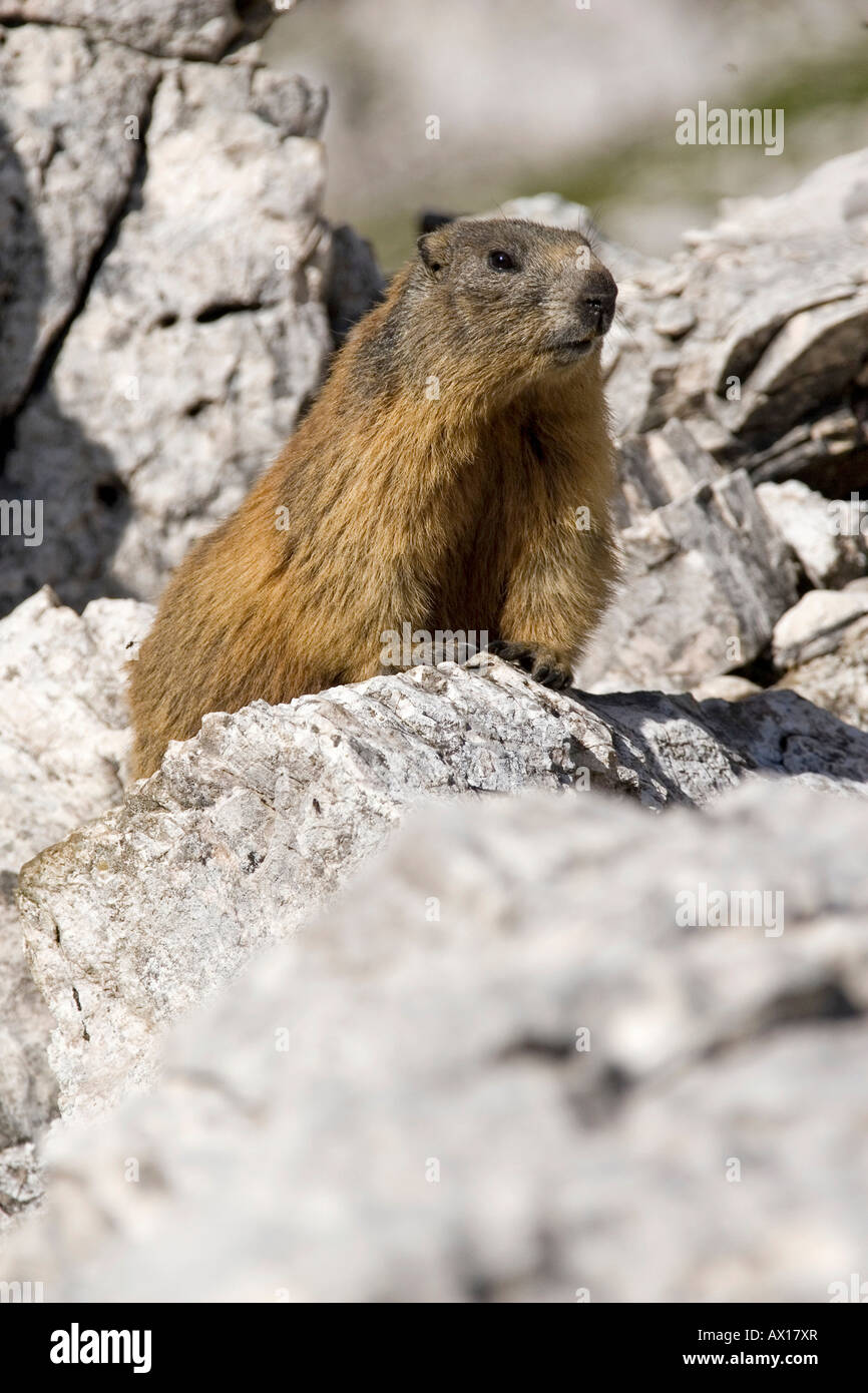 Marmot (Marmota), Dolomites, Italy, Europe Stock Photo - Alamy