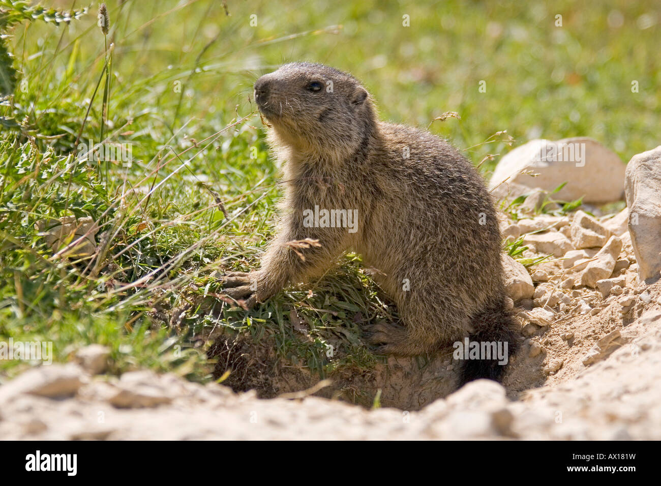 Marmot (Marmota) in front of burrow, Dolomites, Italy, Europe Stock ...