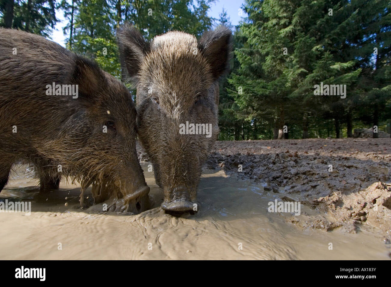 Wild Boars (Sus scrofa), Daun Zoo, Daun, Rhineland-Palatinate, Germany ...