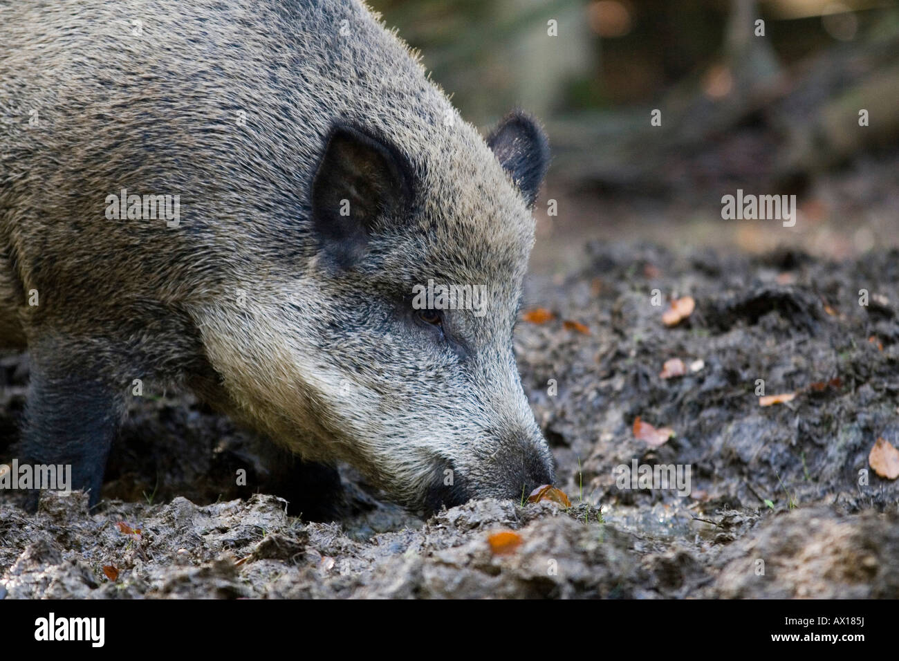 Wild Boar (Sus scrofa), Daun Zoo, Daun, Rhineland-Palatinate, Germany ...