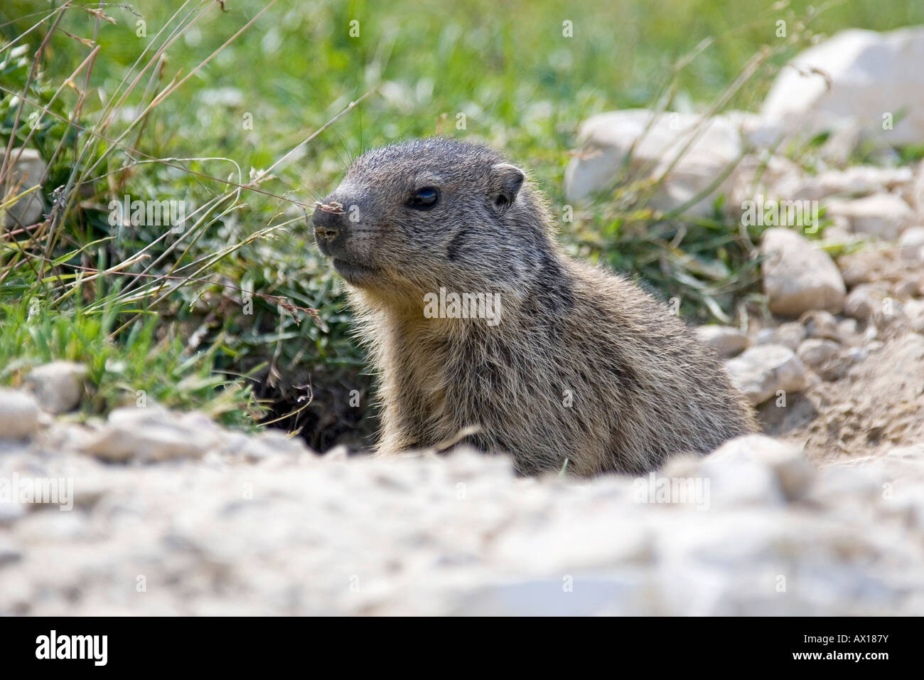 Marmot (Marmota) in front of its burrow, Dolomites, Italian Alps, Italy ...