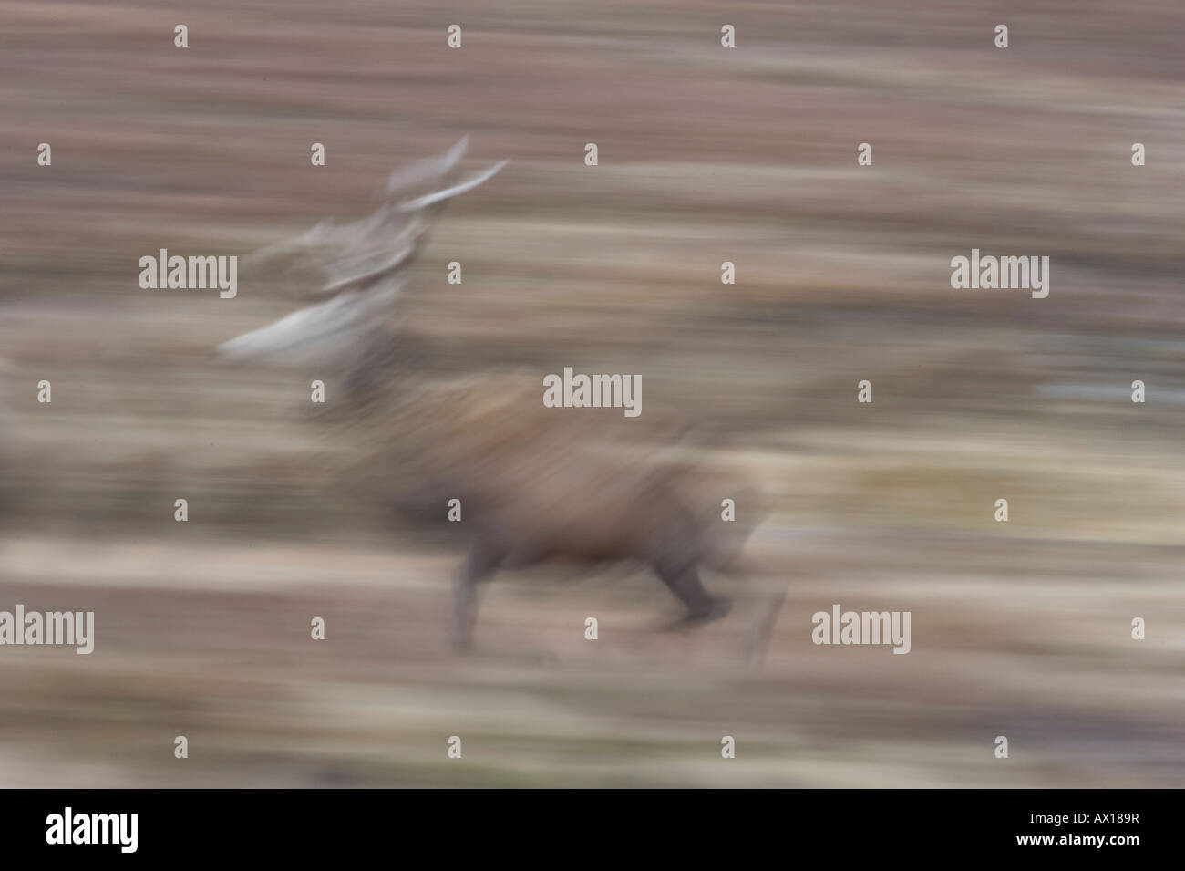 Abstract image of a red deer stag running in the Sutherland highlands ...