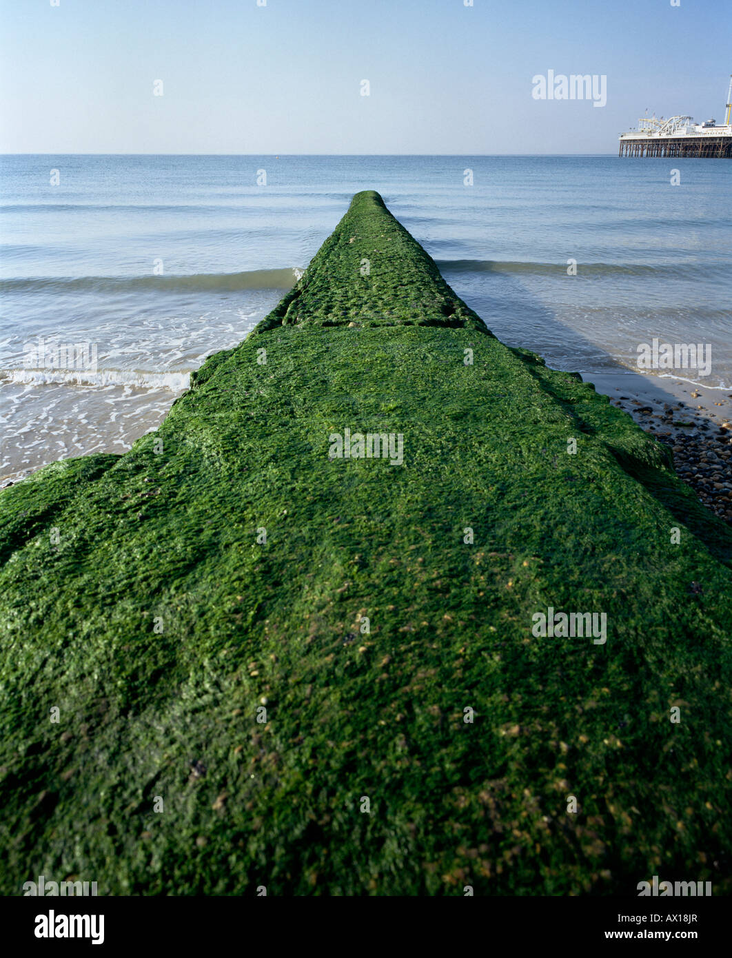 Algae at waters edge hi-res stock photography and images - Alamy