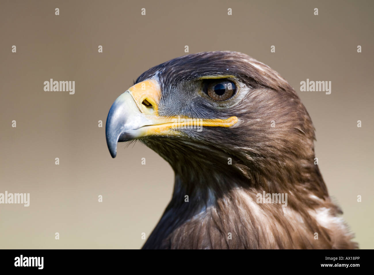 Steppe Eagle (Aquila nipalensis), Freisen zoo, Germany, Europe Stock ...