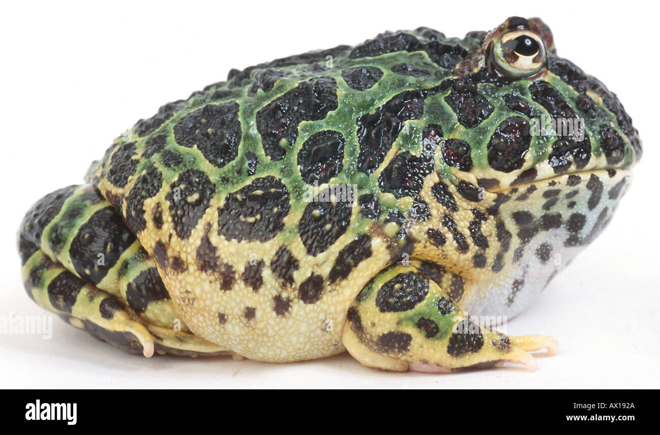 1447996 hi-res stock photography and images - Alamy