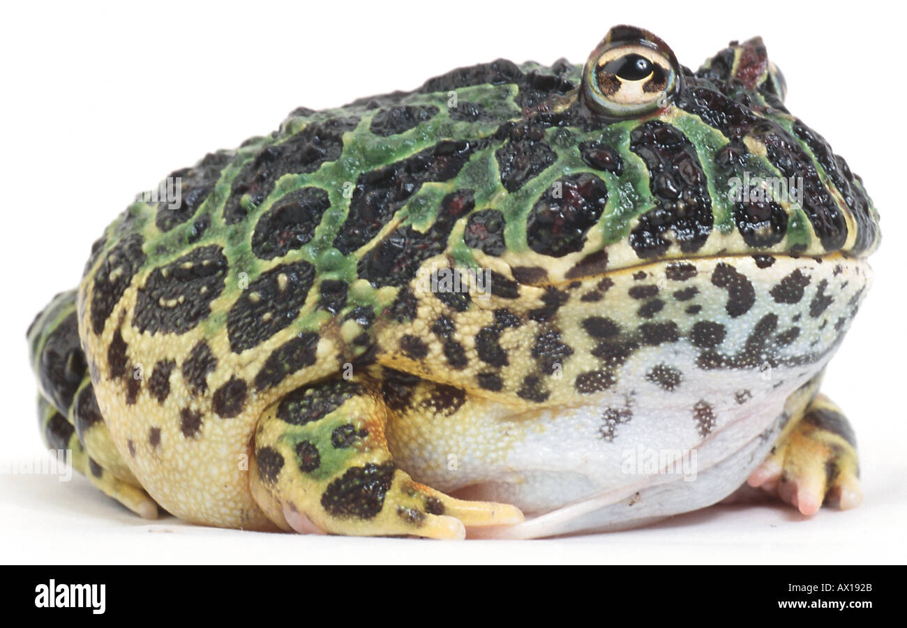 Yellow toad Cut Out Stock Images & Pictures - Alamy