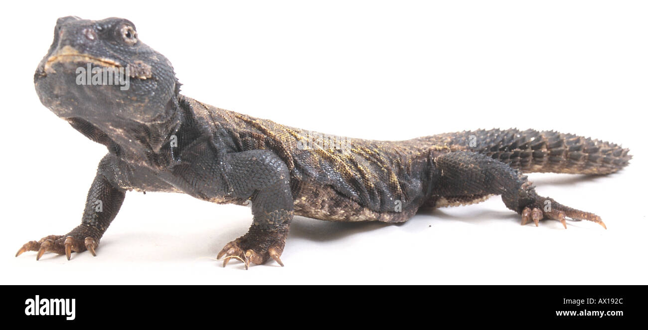 1447998 hi-res stock photography and images - Alamy