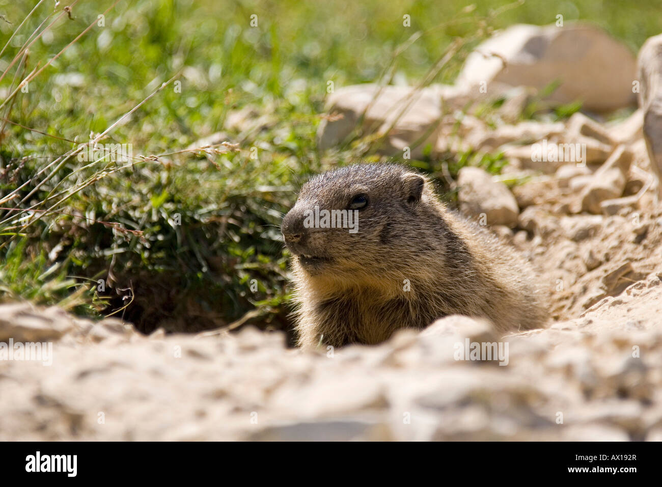 Groundhog burrow hi-res stock photography and images - Alamy