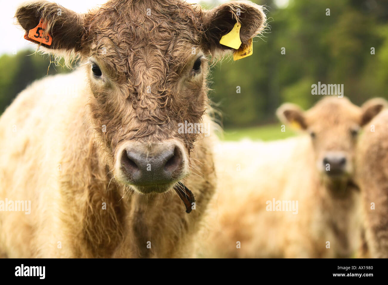 Cow wearing identification tags hi-res stock photography and images - Alamy