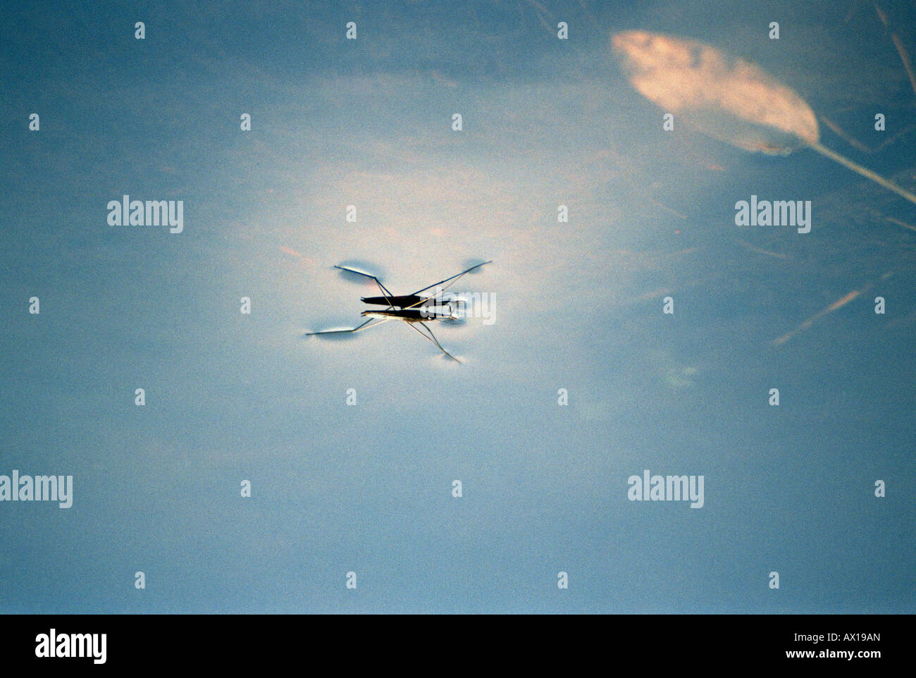 A fly floating on a pond Stock Photo - Alamy