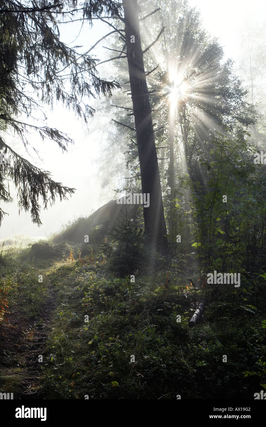 sun reflection in the wood Stock Photo - Alamy