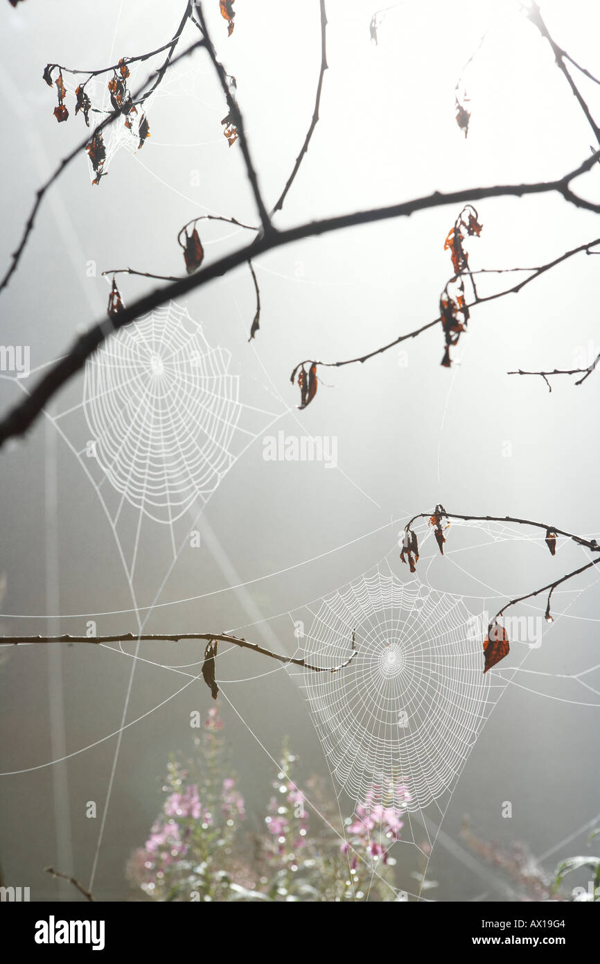 spider's web in the garden Stock Photo - Alamy