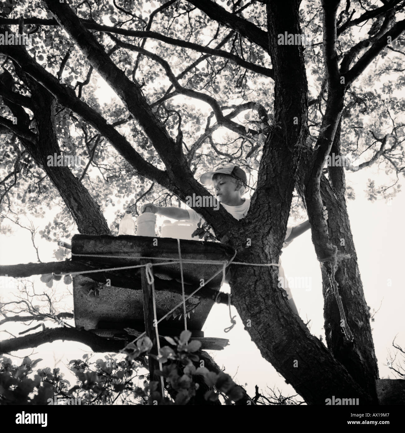 a boy in his hut up in the climbing tree Stock Photo - Alamy