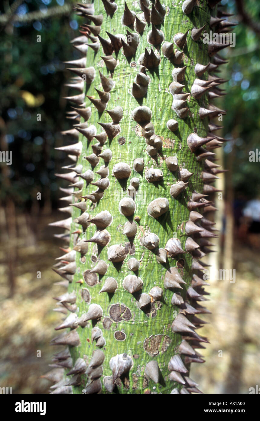 A floss silk tree in Gambia west Africa Stock Photo - Alamy