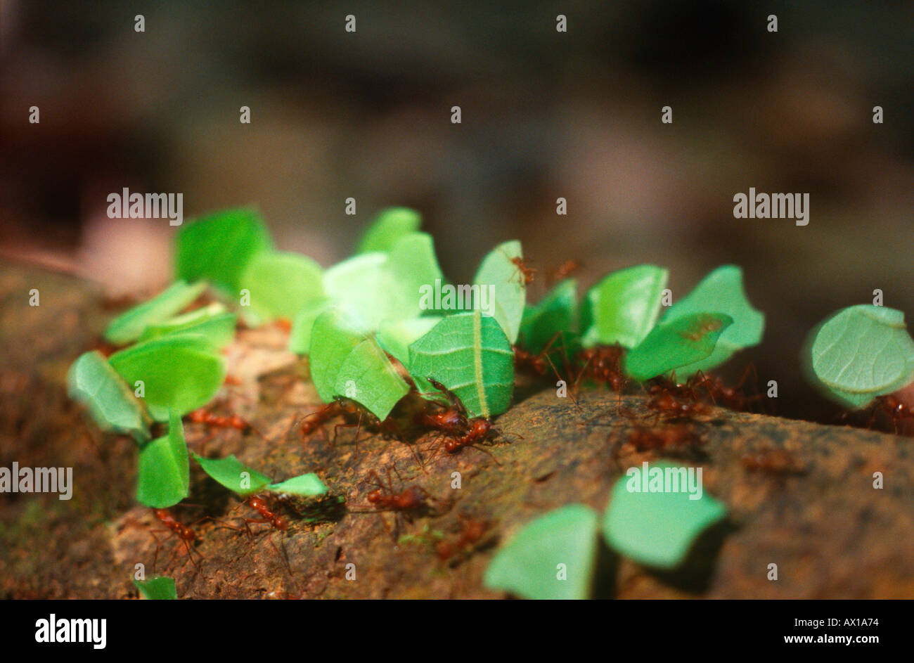 Leaf cutter ants Philium phasmatodea in Costa Rica Stock Photo - Alamy