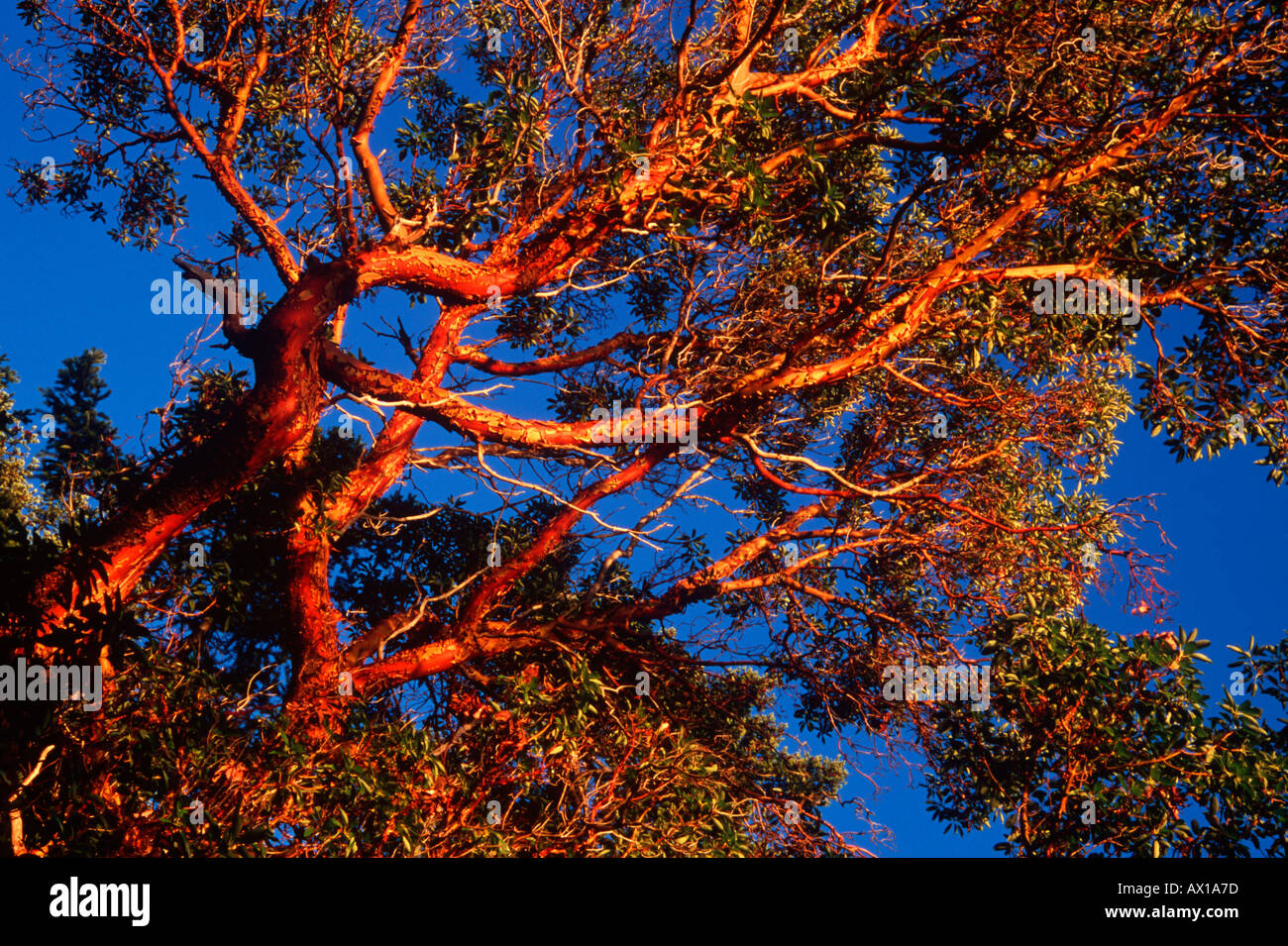 Arbutus tree in warm light hi-res stock photography and images - Alamy