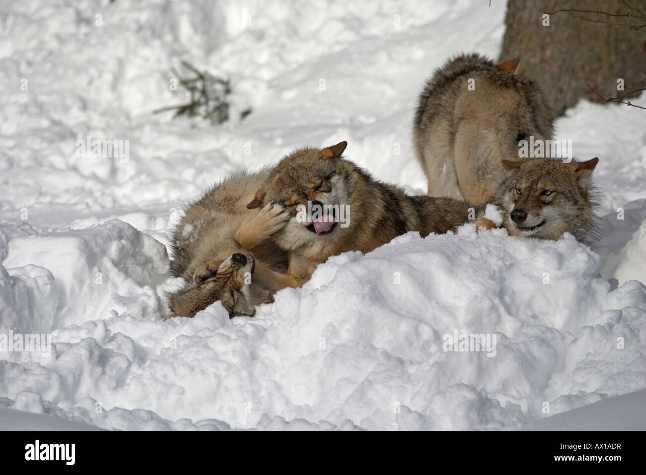 Grey Wolves or Timber Wolves (Canis lupus) in the snow, outdoor ...