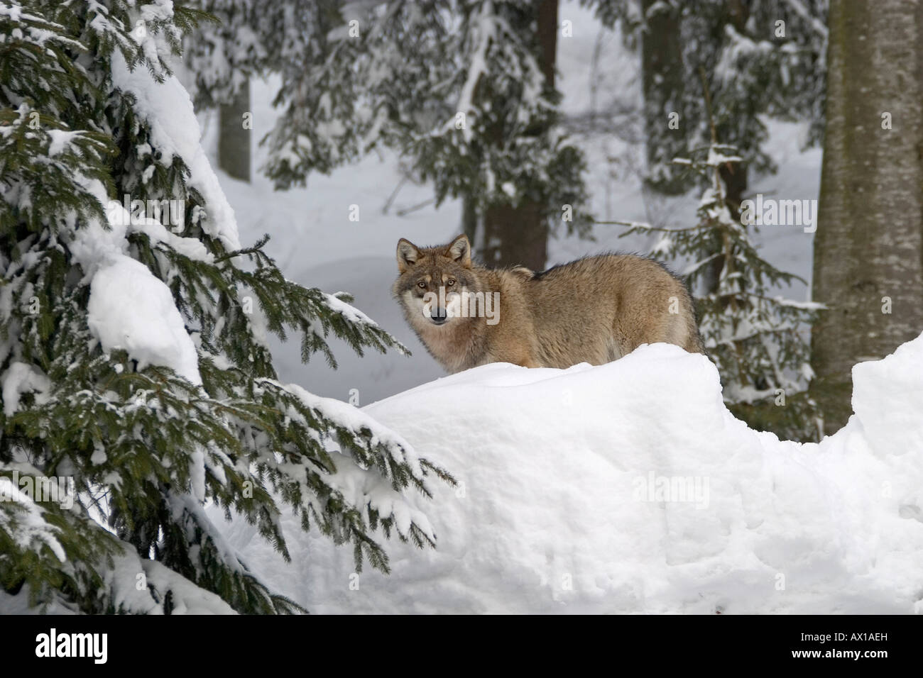 Grey Wolf or Timber Wolf (Canis lupus) in the snow, outdoor enclosure ...