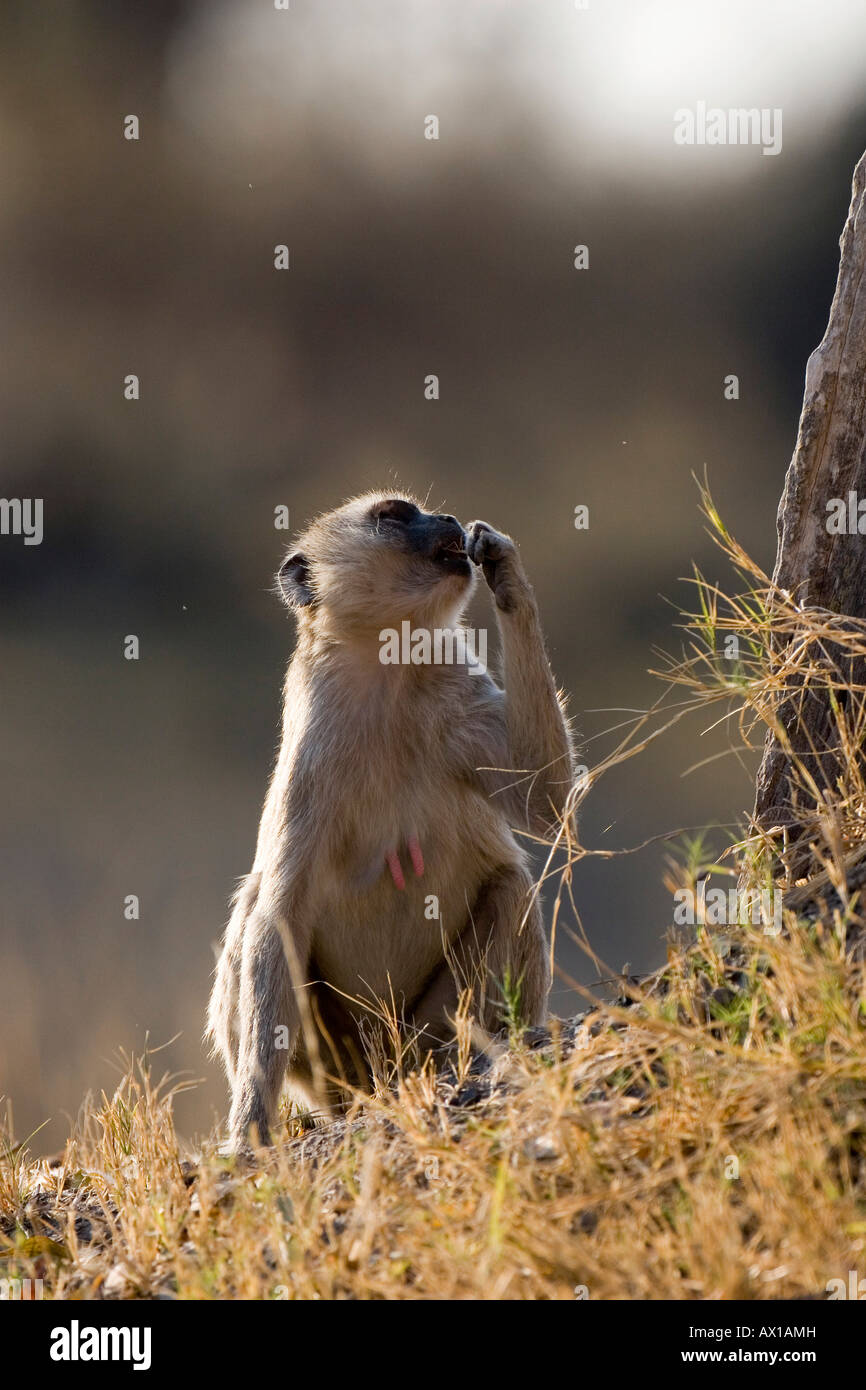 Green- Vervet- or Grivet Monkey (Cercopithecus aethiops), Moremi Game ...