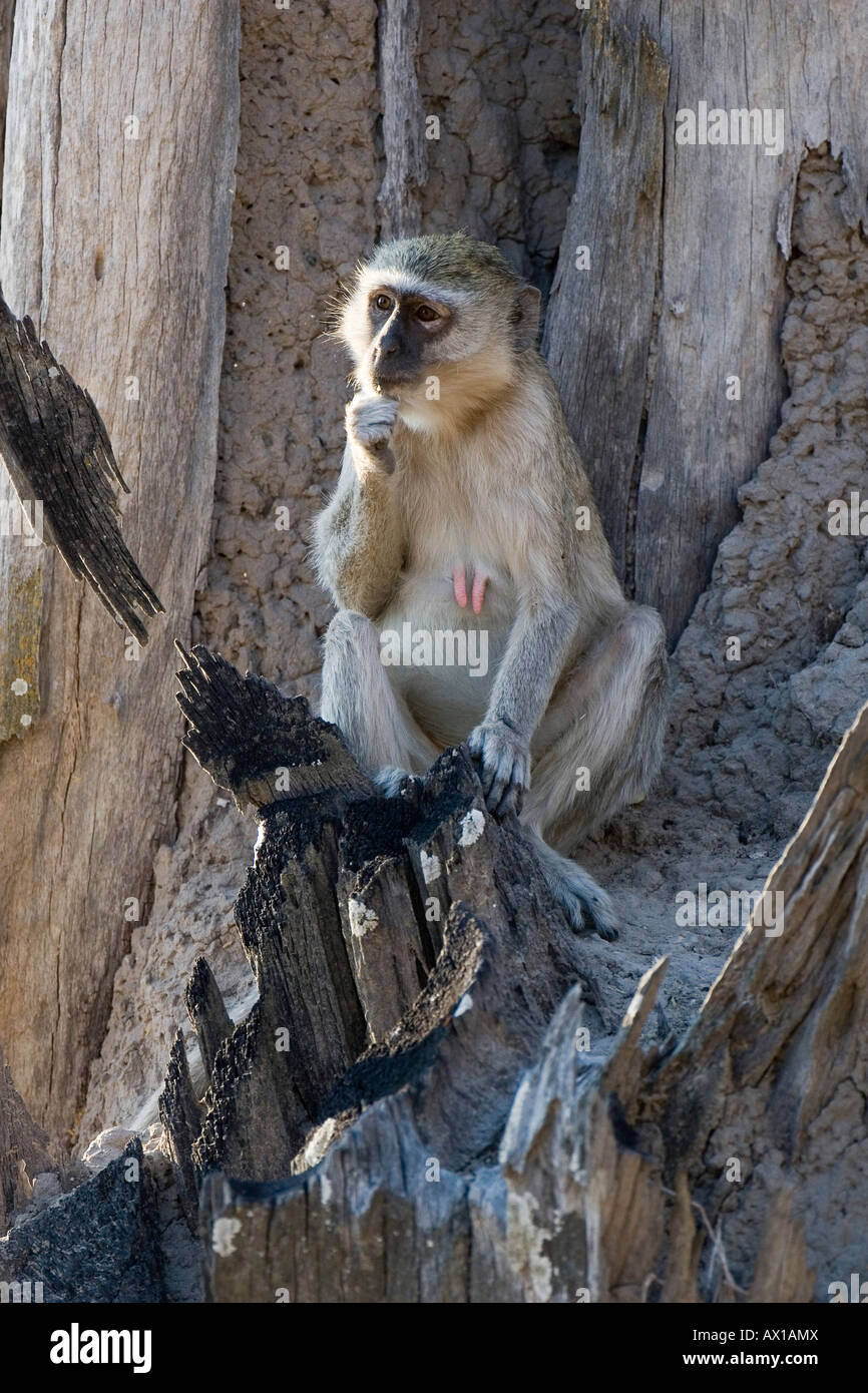 Green- Vervet- or Grivet Monkey (Cercopithecus aethiops), Moremi Game ...
