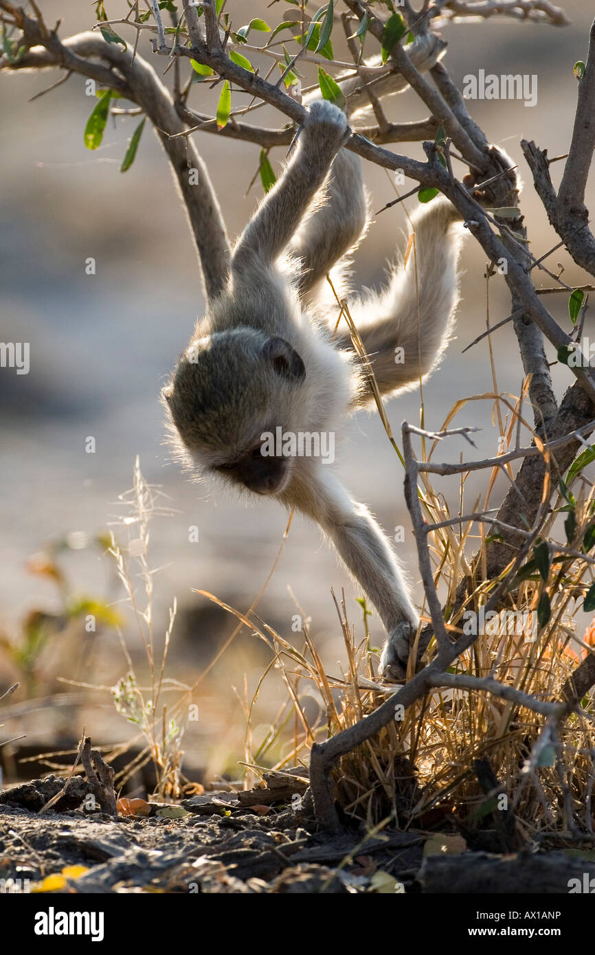 Green- Vervet- or Grivet Monkey (Cercopithecus aethiops), Moremi Game ...