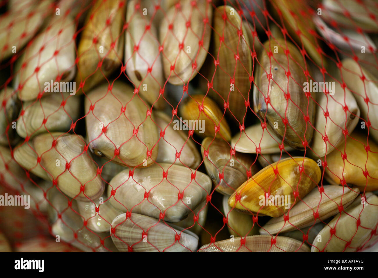 Clams in bag hi-res stock photography and images - Alamy