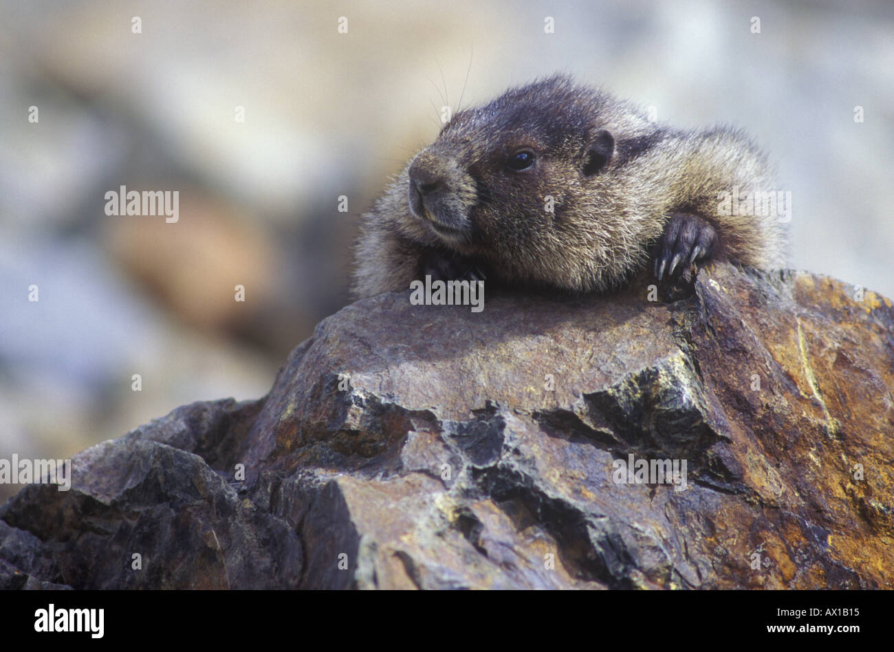 Canada British Columbia Whistler Hoary marmot Marmota caligata Stock ...