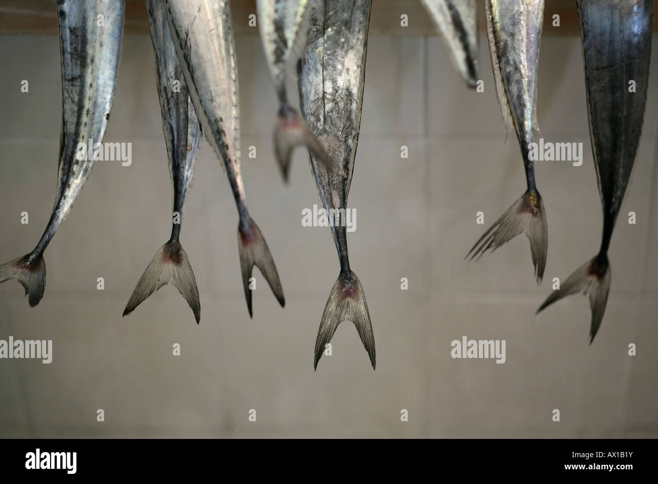 Swordfish tail hi-res stock photography and images - Alamy
