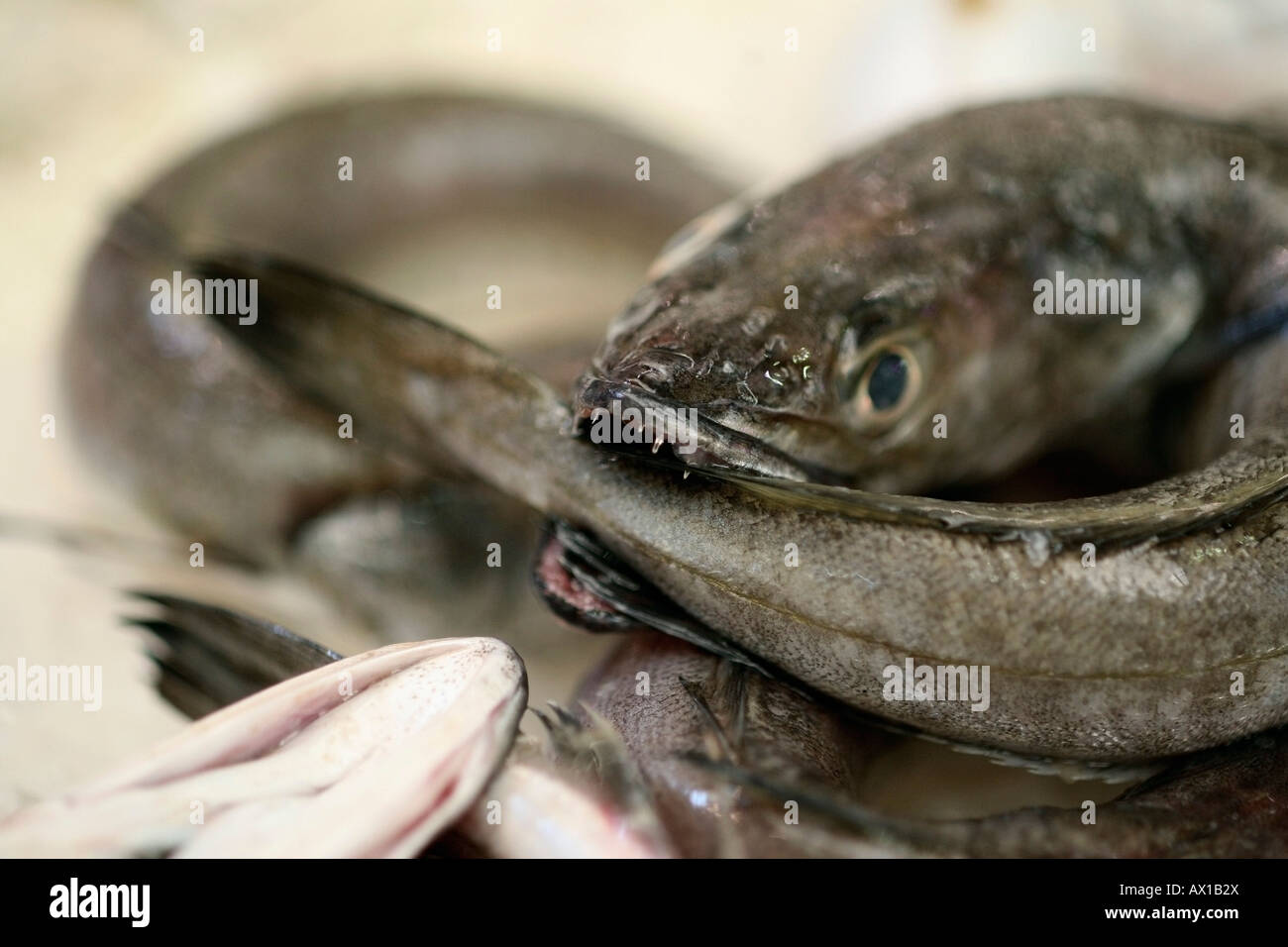 Slimy eel hi-res stock photography and images - Alamy