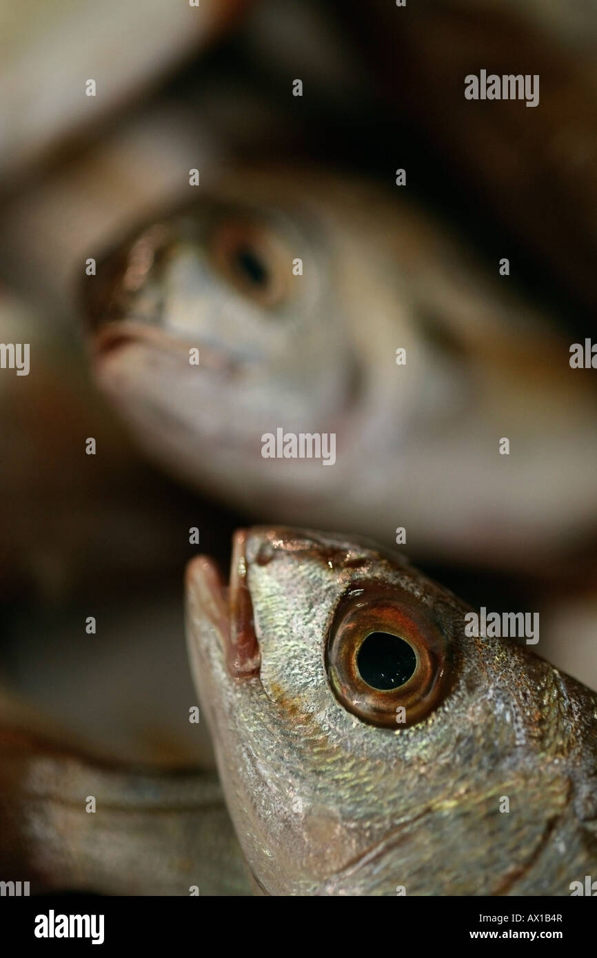 Whiting fish hi-res stock photography and images - Alamy