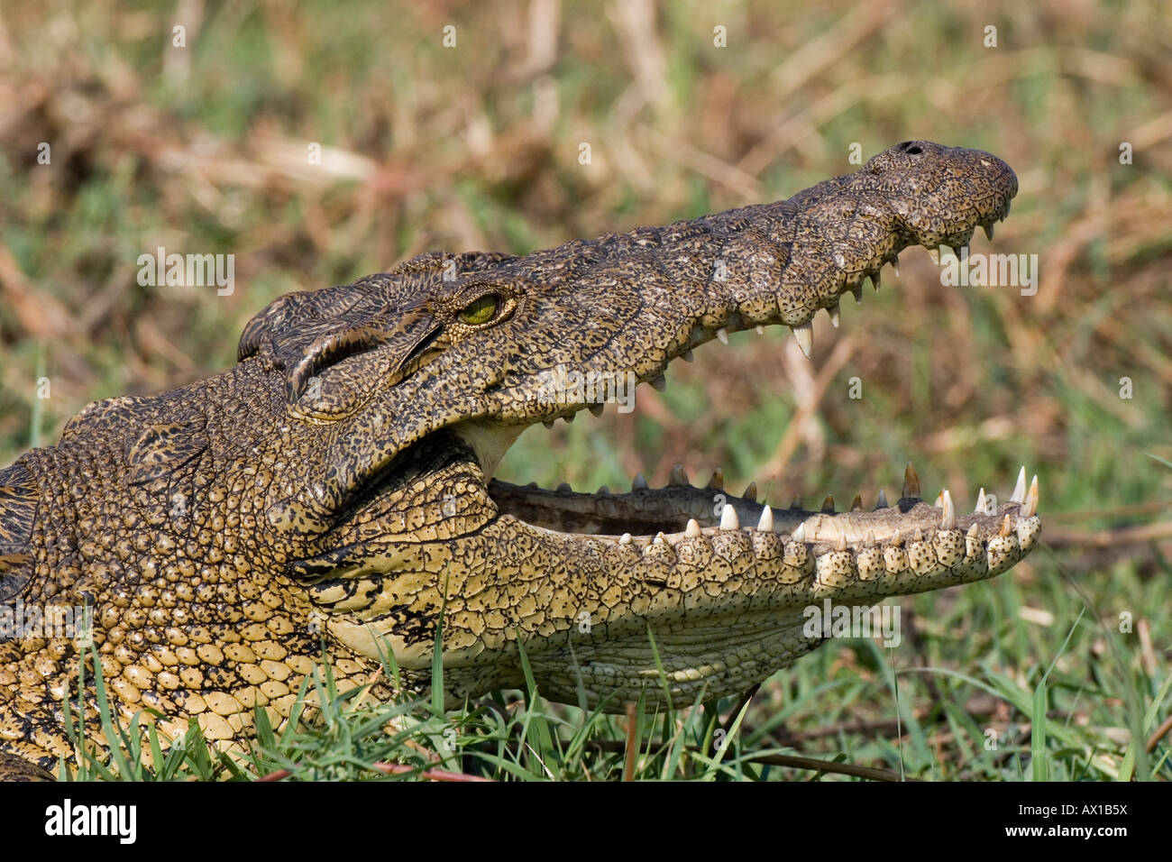 Open jawed crocodile hi-res stock photography and images - Alamy
