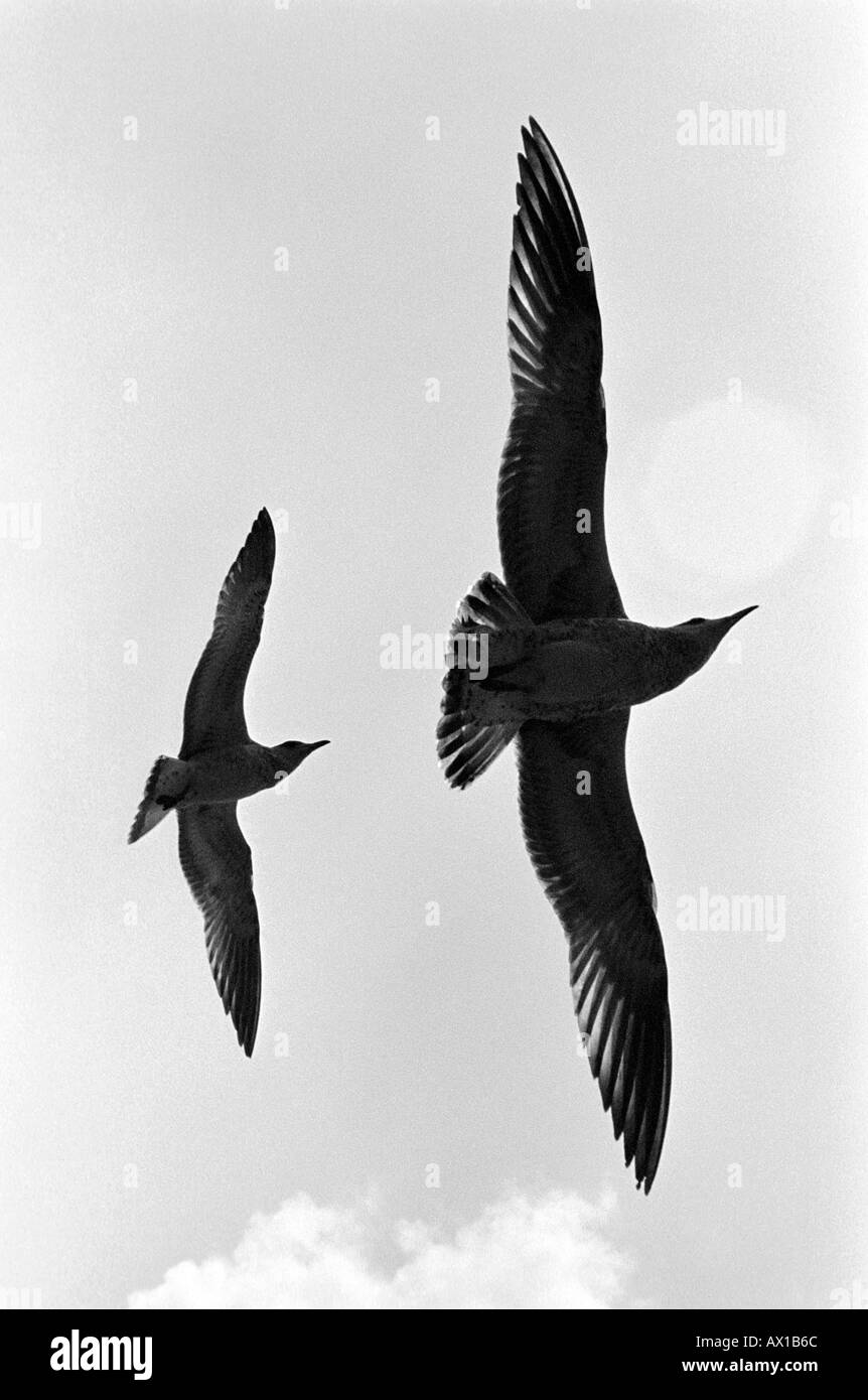 Child seagull hi-res stock photography and images - Alamy