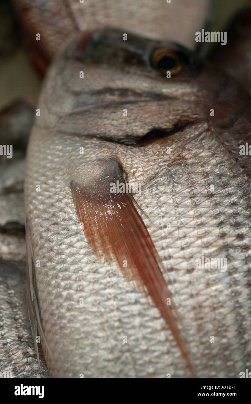 Porgy hi-res stock photography and images - Alamy