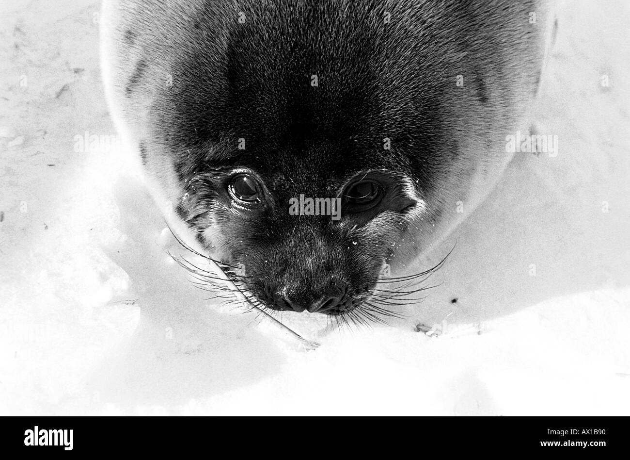 Species of seal Black and White Stock Photos & Images - Alamy