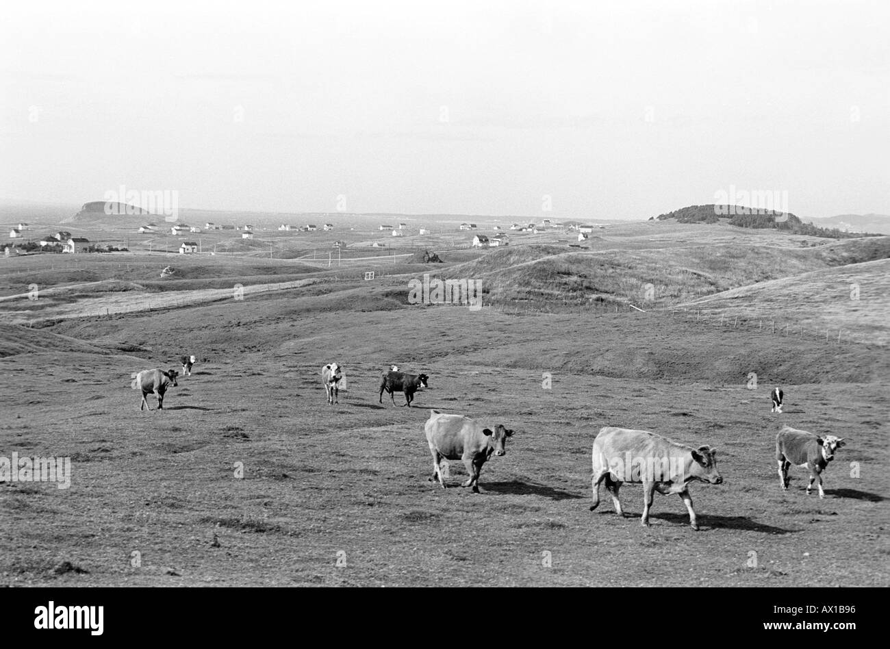 Farm walking Black and White Stock Photos & Images - Alamy