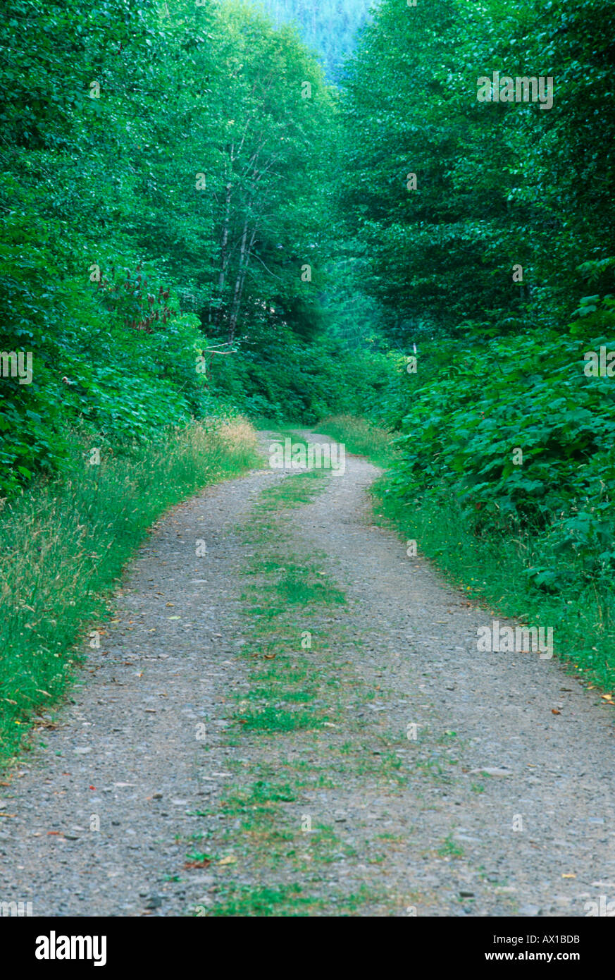 Gravel path through trees Stock Photo - Alamy