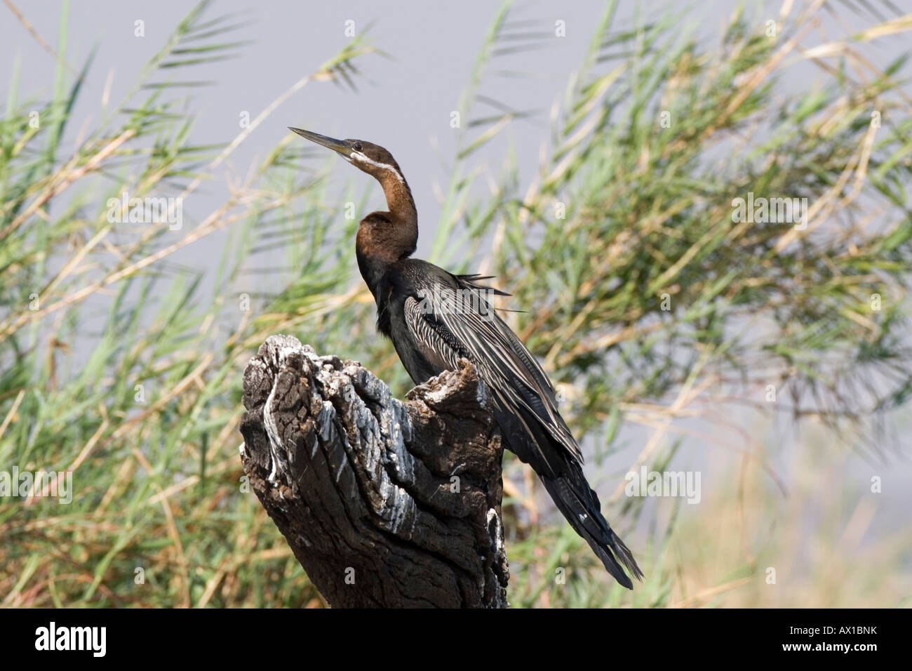 African Darter or Snakebird (Anhinga rufa), Chobe River, Chobe National ...